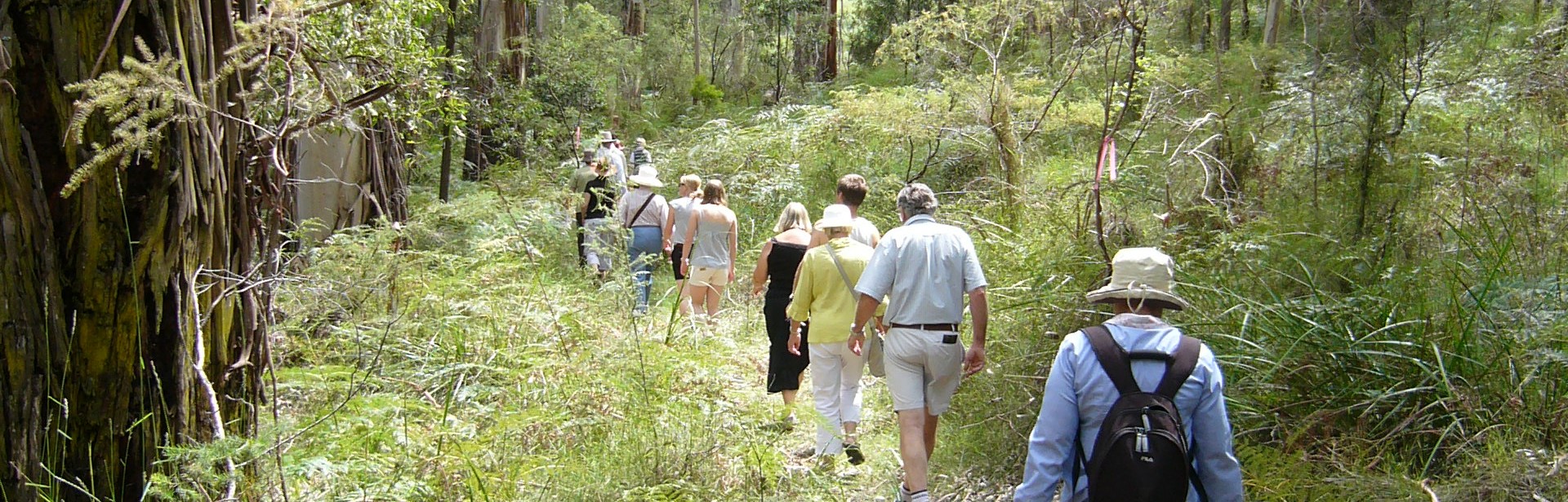 Endeavour Fern Gully – National Trust