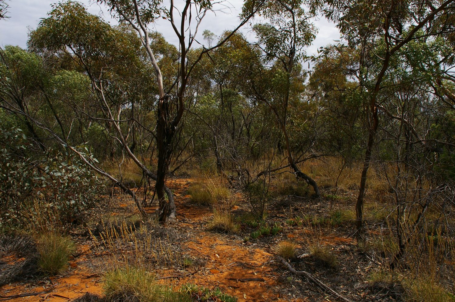 Loveday Reserve – National Trust