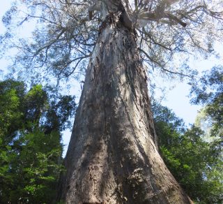 Victorian Tree of the Year (2018) – National Trust