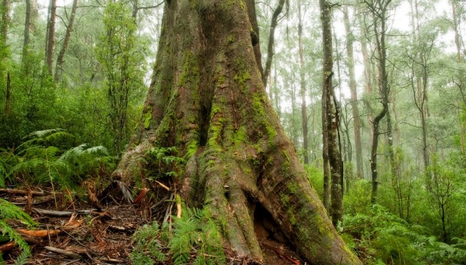 Victorian Tree of the Year – National Trust