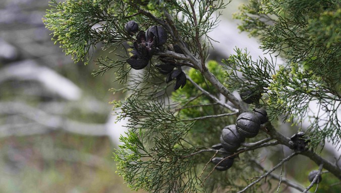 Lenger Reserve – National Trust