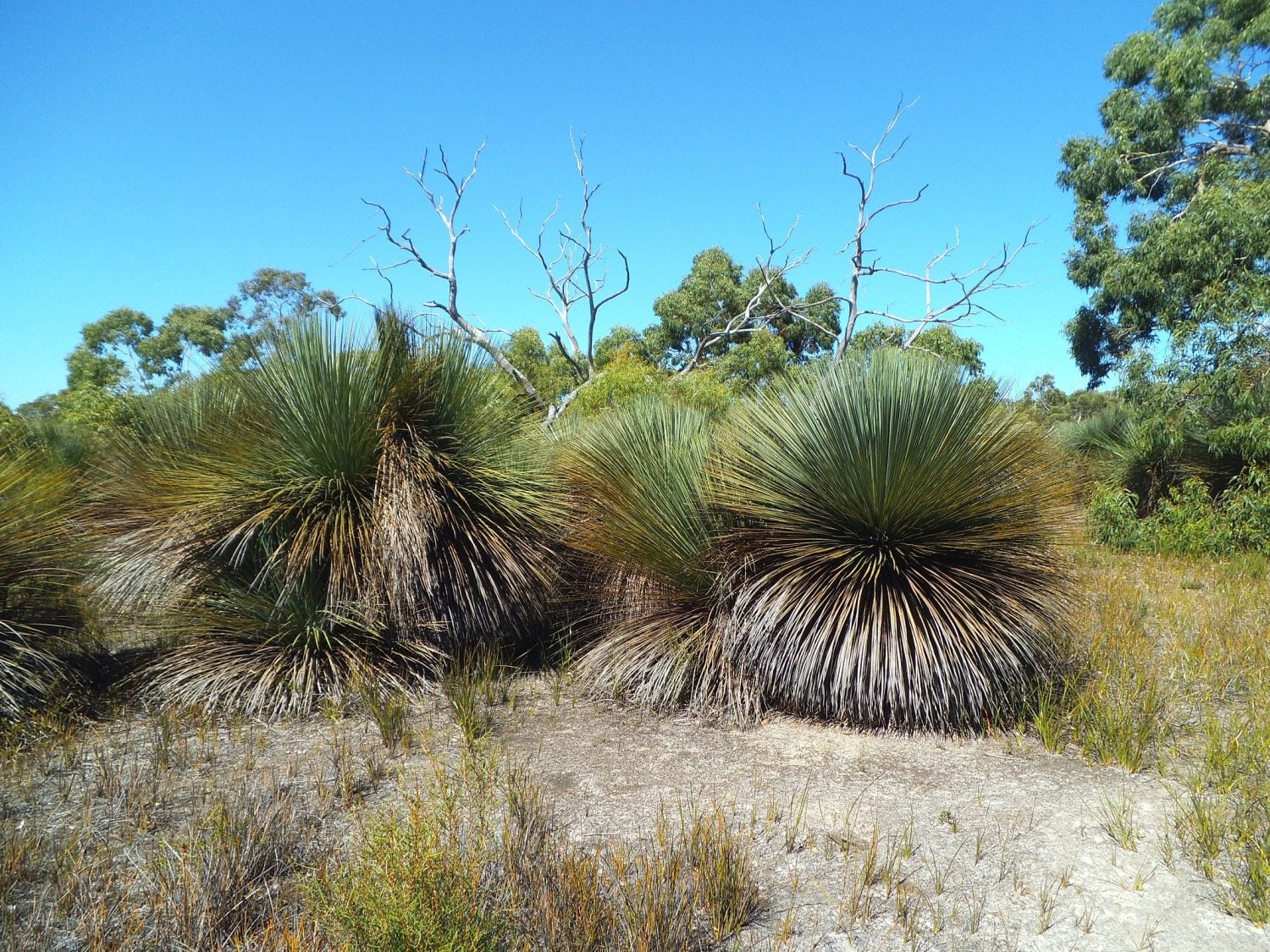 Zelling Reserve – National Trust