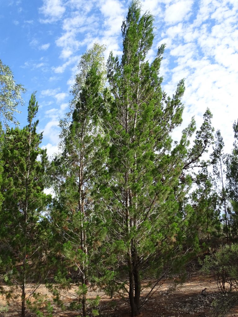 Doris Odgers Reserve – National Trust