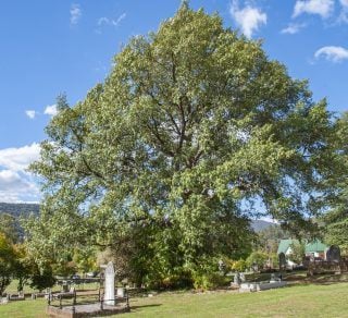 Victorian Tree of the Year – National Trust