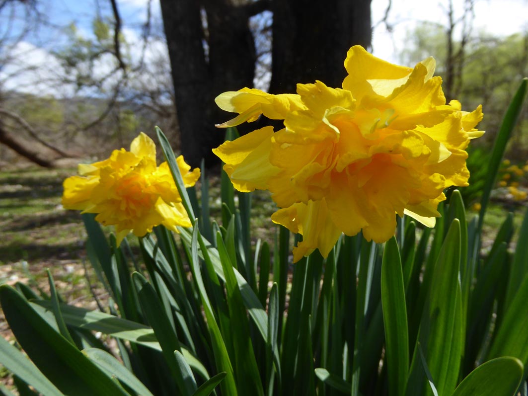 Early spring delights at Sherwood Homestead site – National Trust