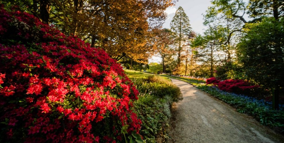 Gardening behind the scenes: Everglades House & Gardens – National Trust