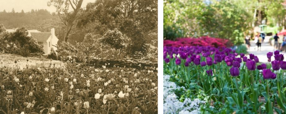 Gardening behind the scenes: Everglades House & Gardens – National Trust