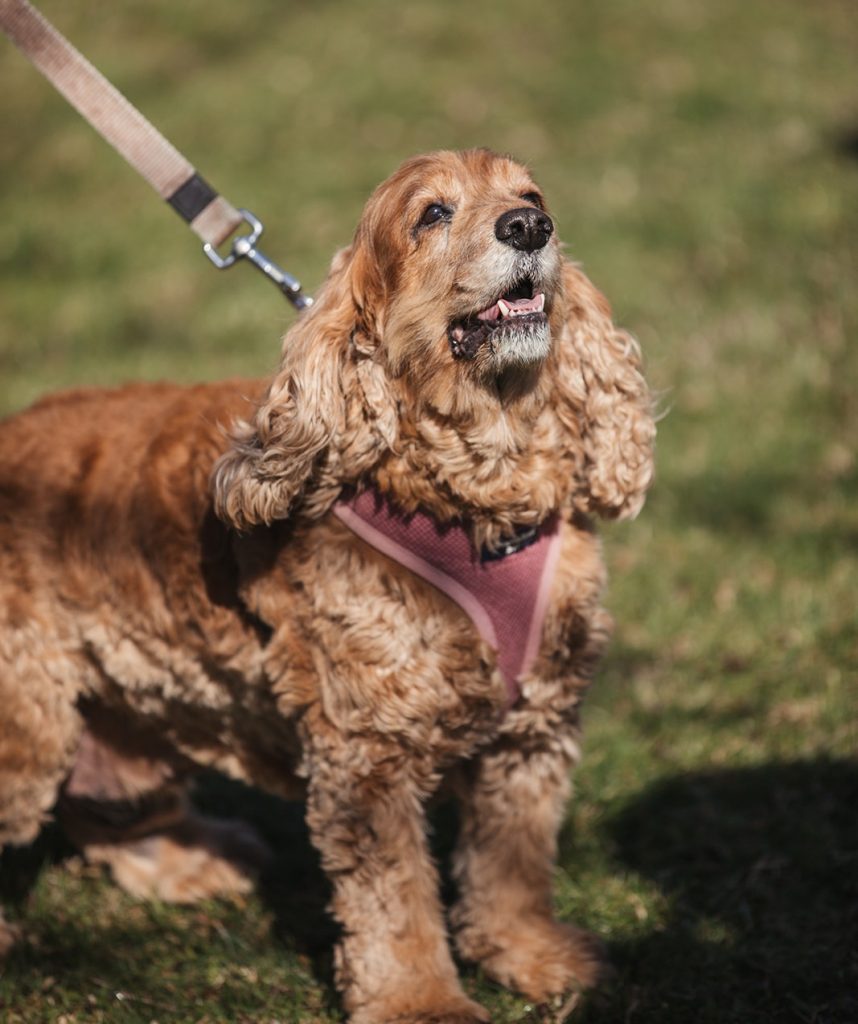 Things to do in spring – National Trust