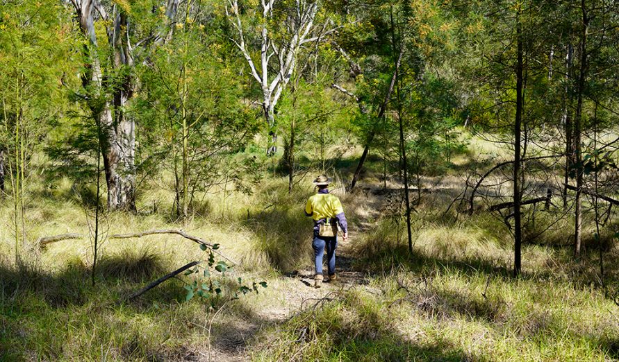 Restoring native bushland in Western Sydney – National Trust