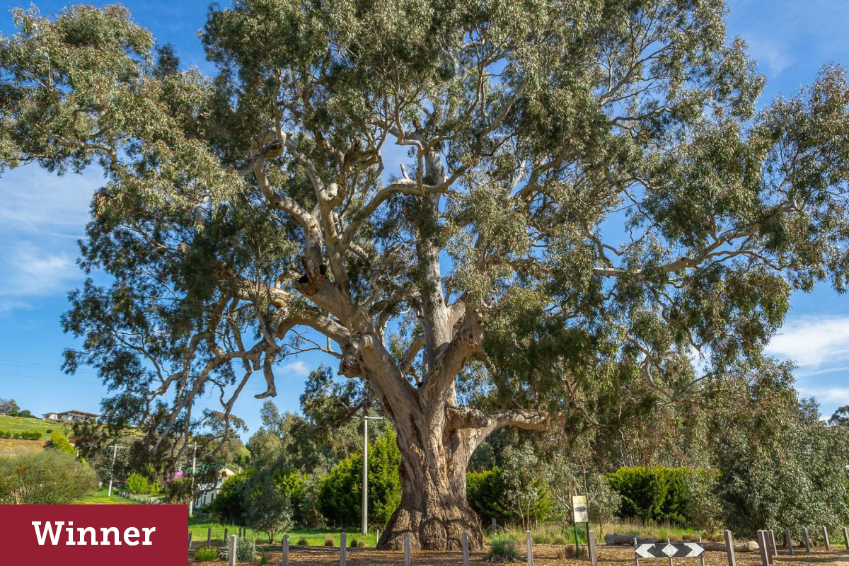 Victorian Tree of the Year – National Trust
