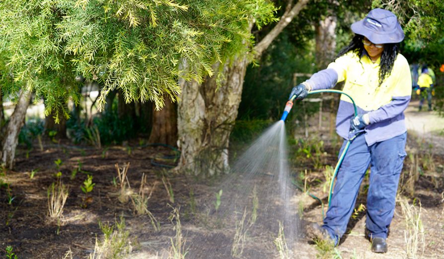 How to create a thriving native garden – National Trust