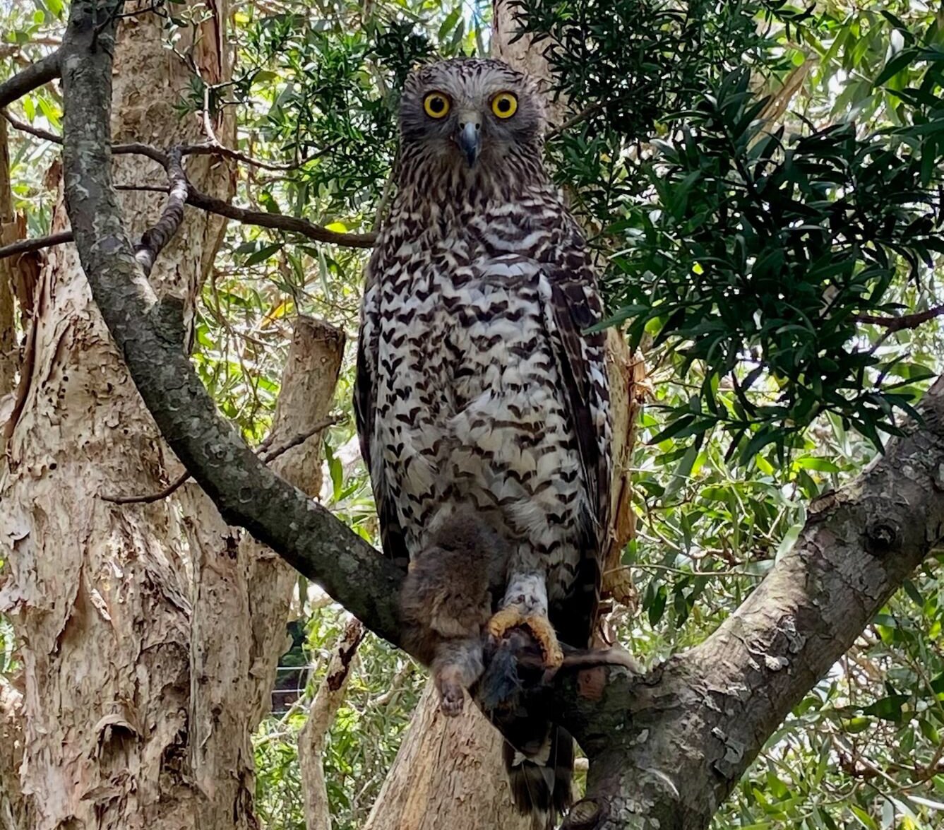 Protecting the habitats of powerful owls – National Trust