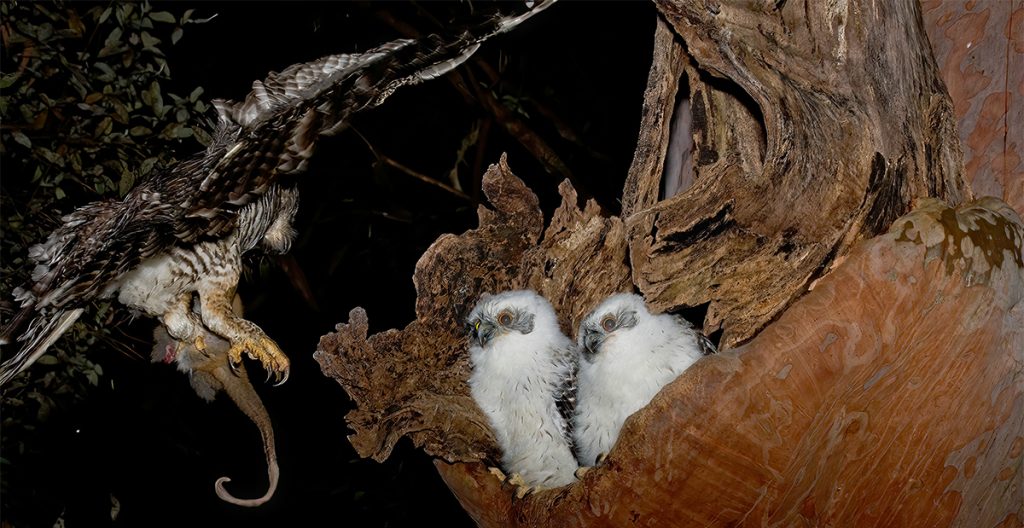 Protecting the habitats of powerful owls – National Trust