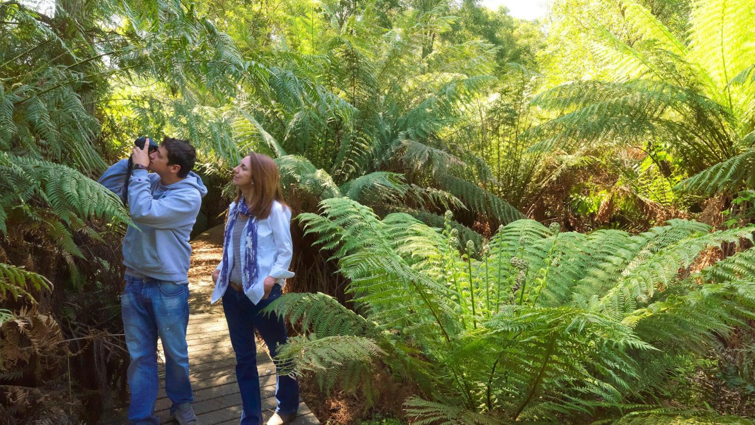 Endeavour Fern Gully – National Trust