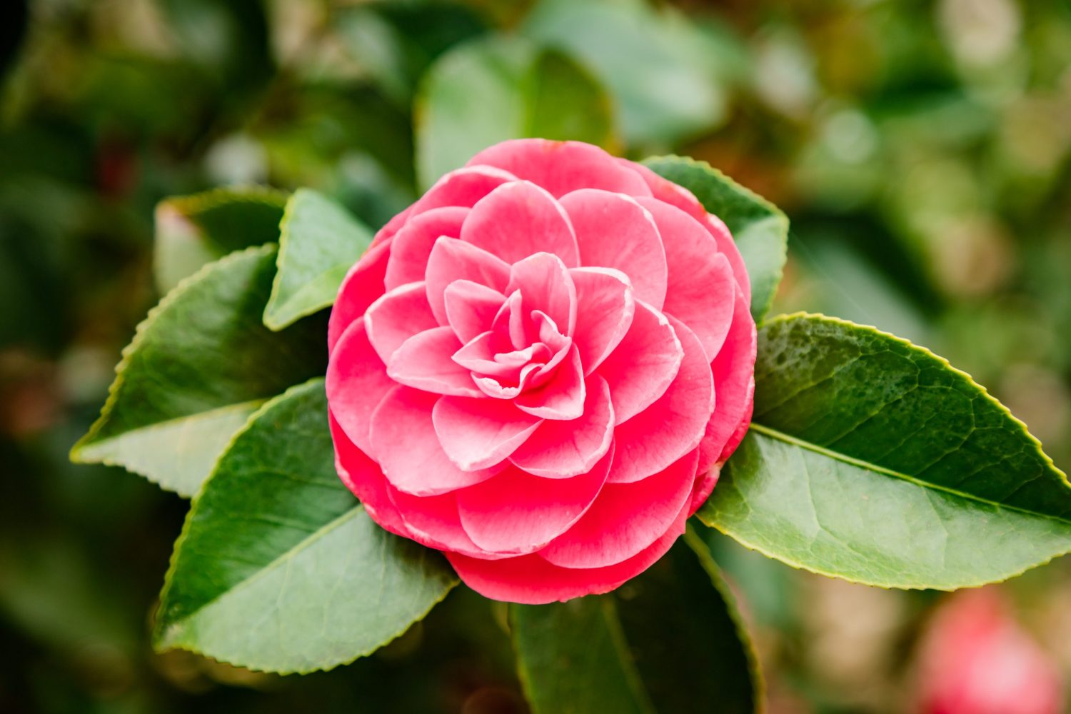 Camellia Society September Open Days - Stangate House & Garden ...