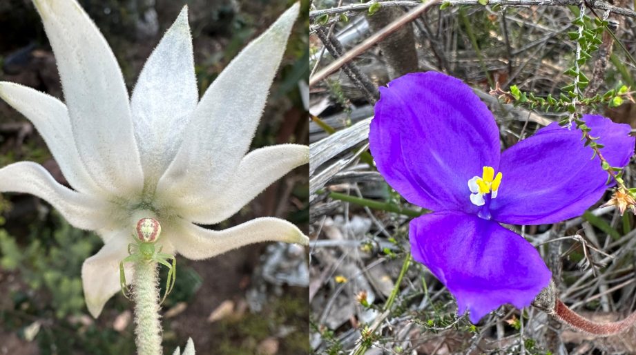 Natural Beauty – National Trust