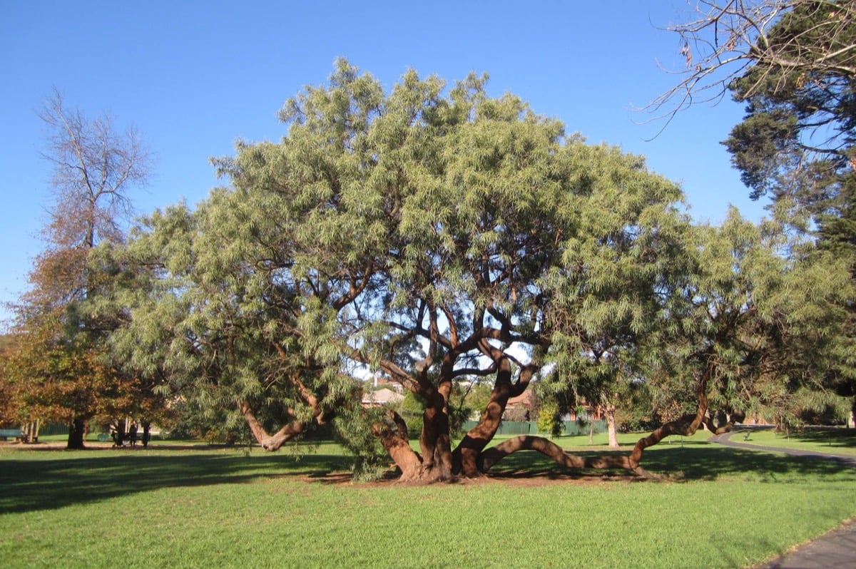 Kingston’s Algerian Oak Voted Victorian Tree of the Year 2025 ...