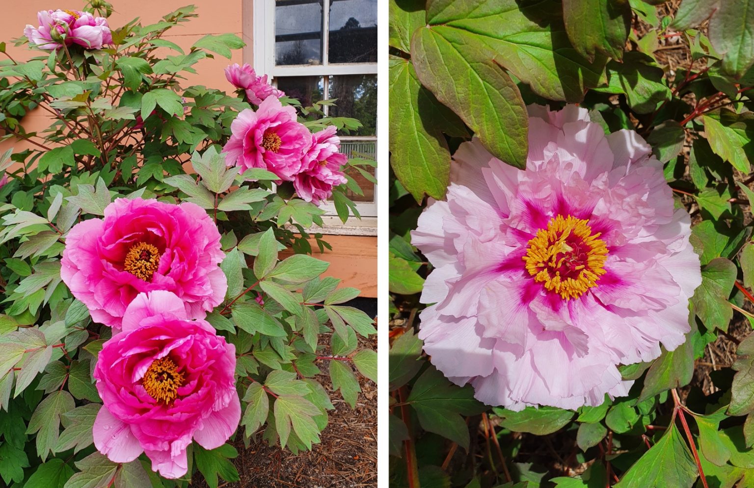 The magic of peonies at Retford Park – National Trust