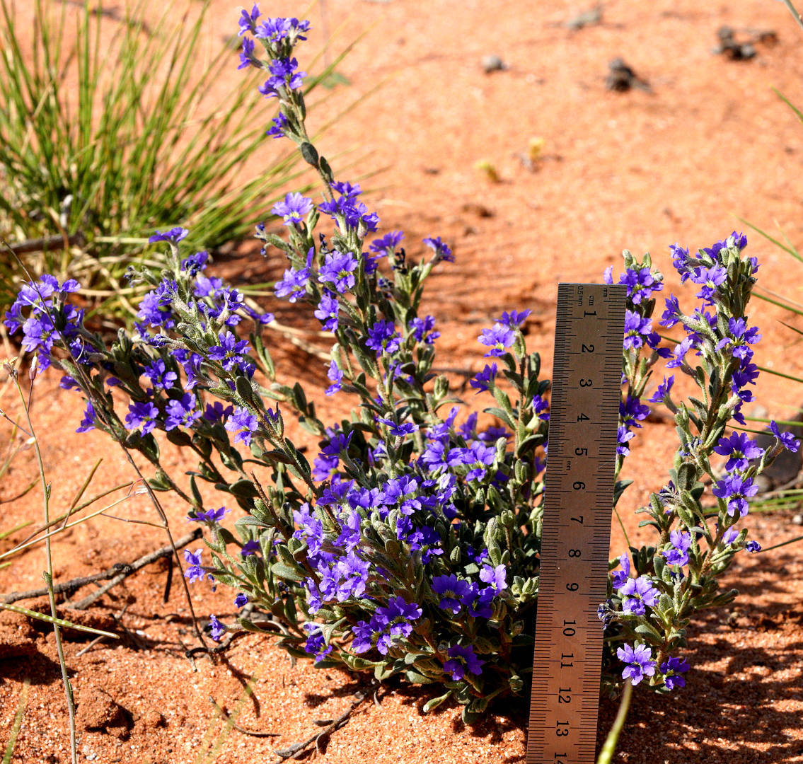 BD Mack Reserve – National Trust
