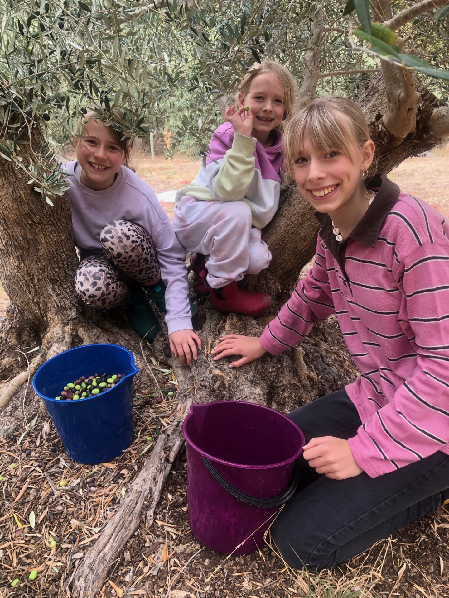 The Beaumont Olives – National Trust